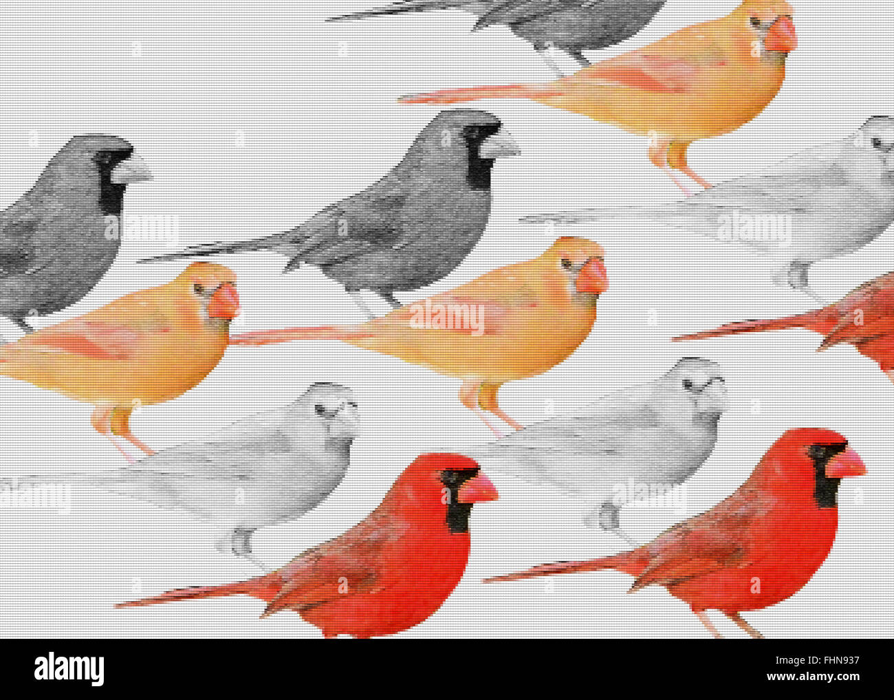 Male and female cardinals hi-res stock photography and images - Alamy