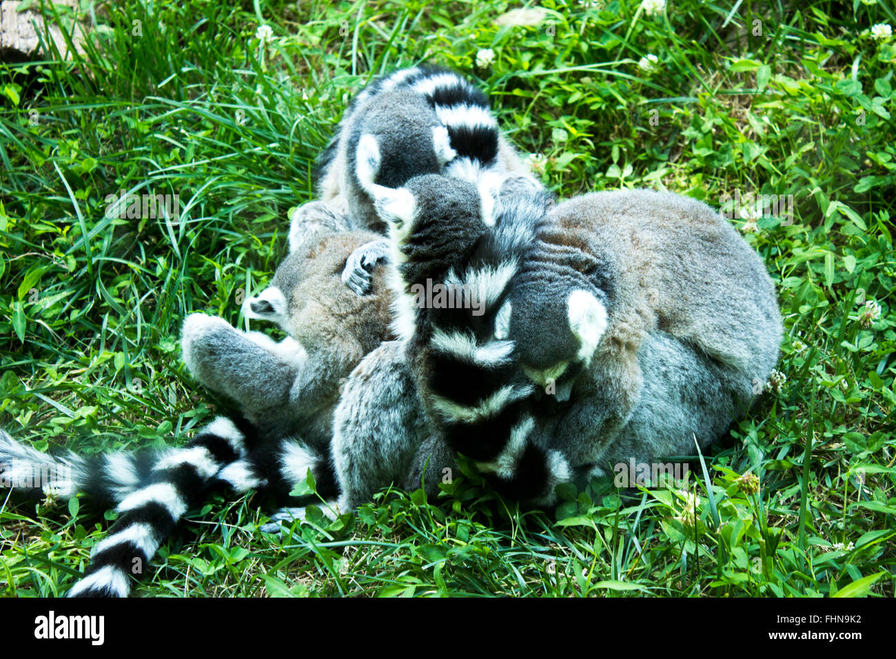 Lemurs together hi-res stock photography and images - Alamy