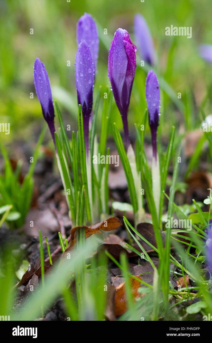 Crocus in the rain Stock Photo - Alamy