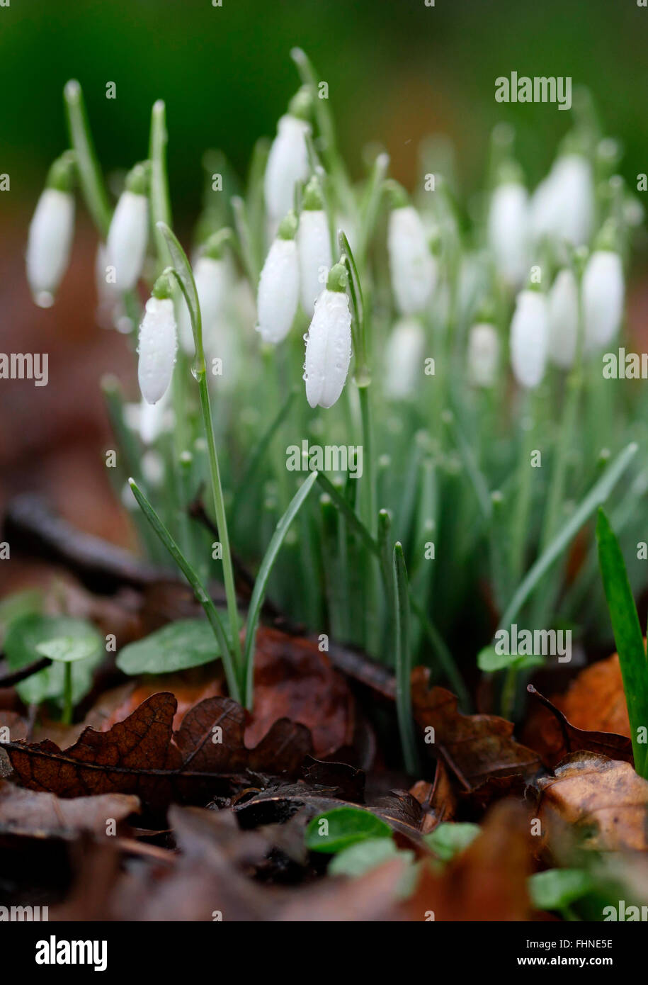 Snowdrops in the rain Stock Photo - Alamy