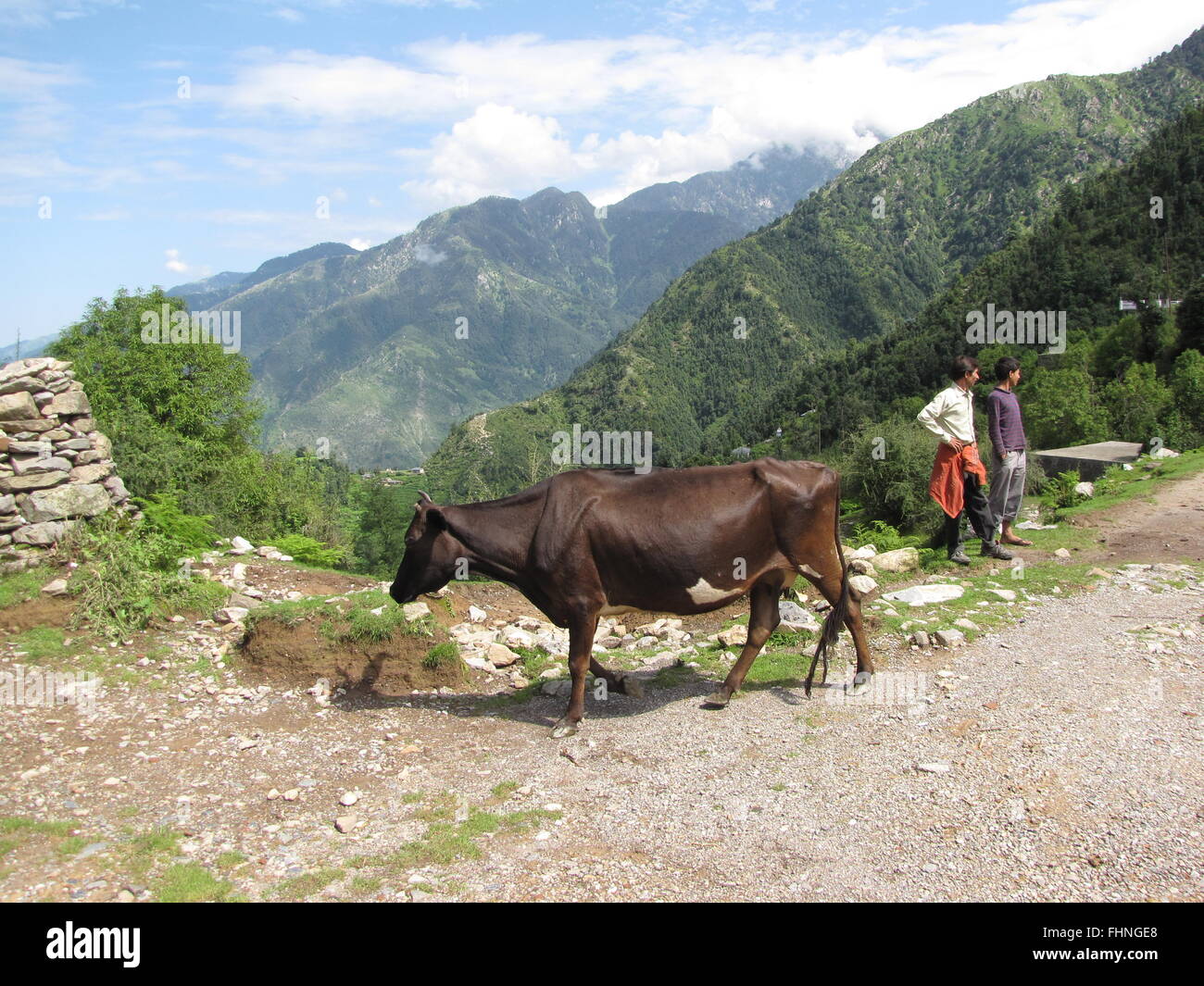 Cow walking on trail to Triund India two Indian men and foothills of ...