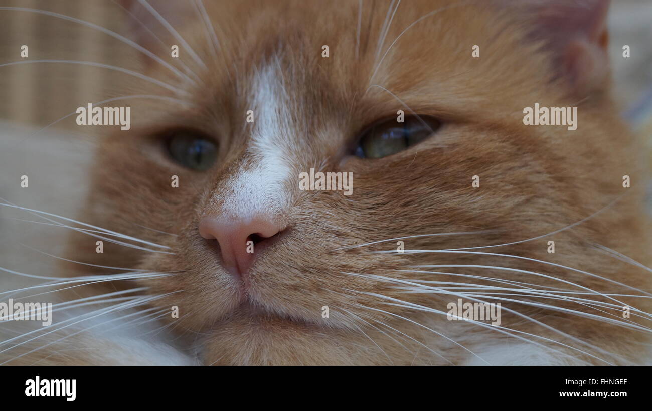 Close up portrait of ginger cat Stock Photo - Alamy
