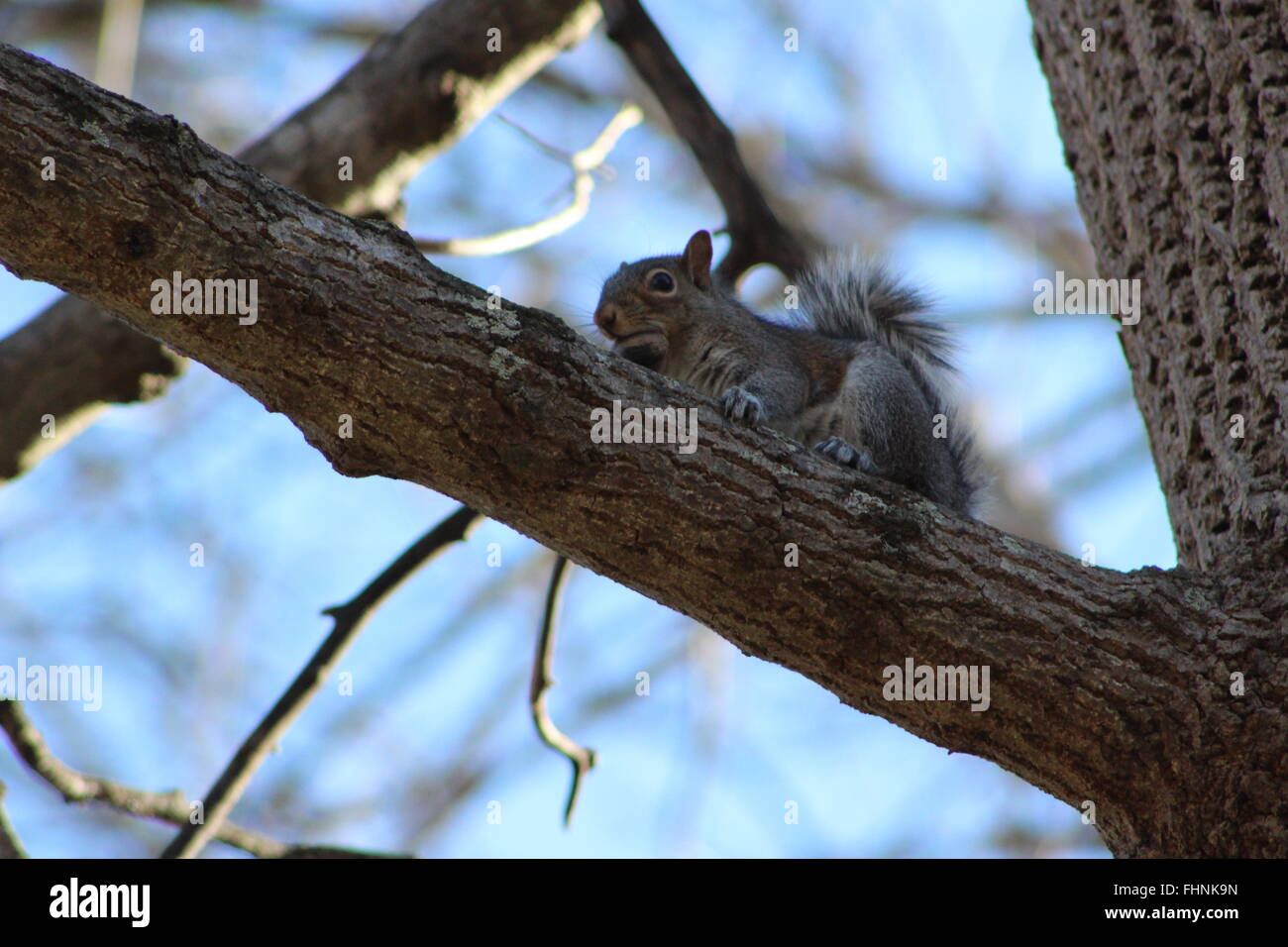 Squirrel candid hi-res stock photography and images - Alamy