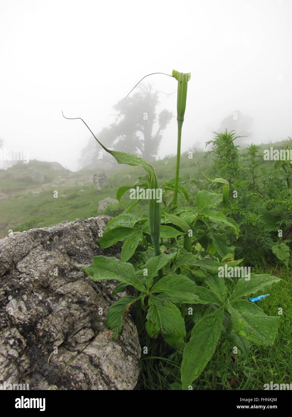 Two native Jack in the pulpit plants grow at elevation in foothills of ...