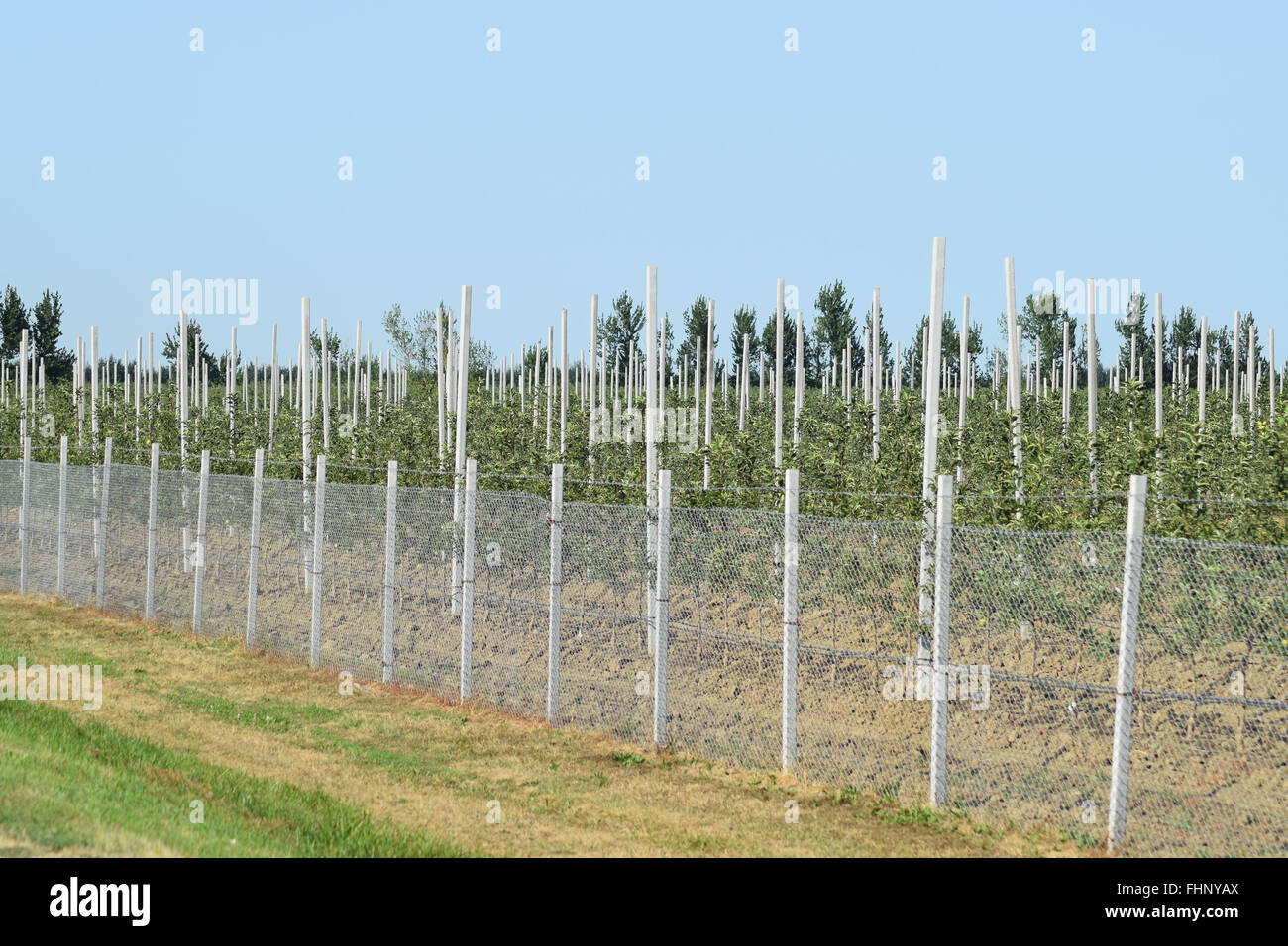 Young apple orchard. Young planting apple orchard on the trellis ...