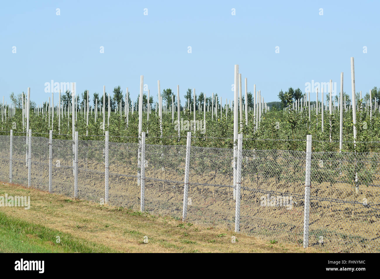Young apple orchard. Young planting apple orchard on the trellis ...