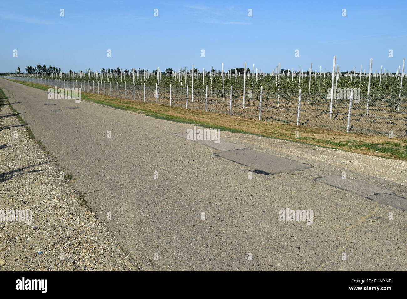 Young apple orchard. Young planting apple orchard on the trellis ...