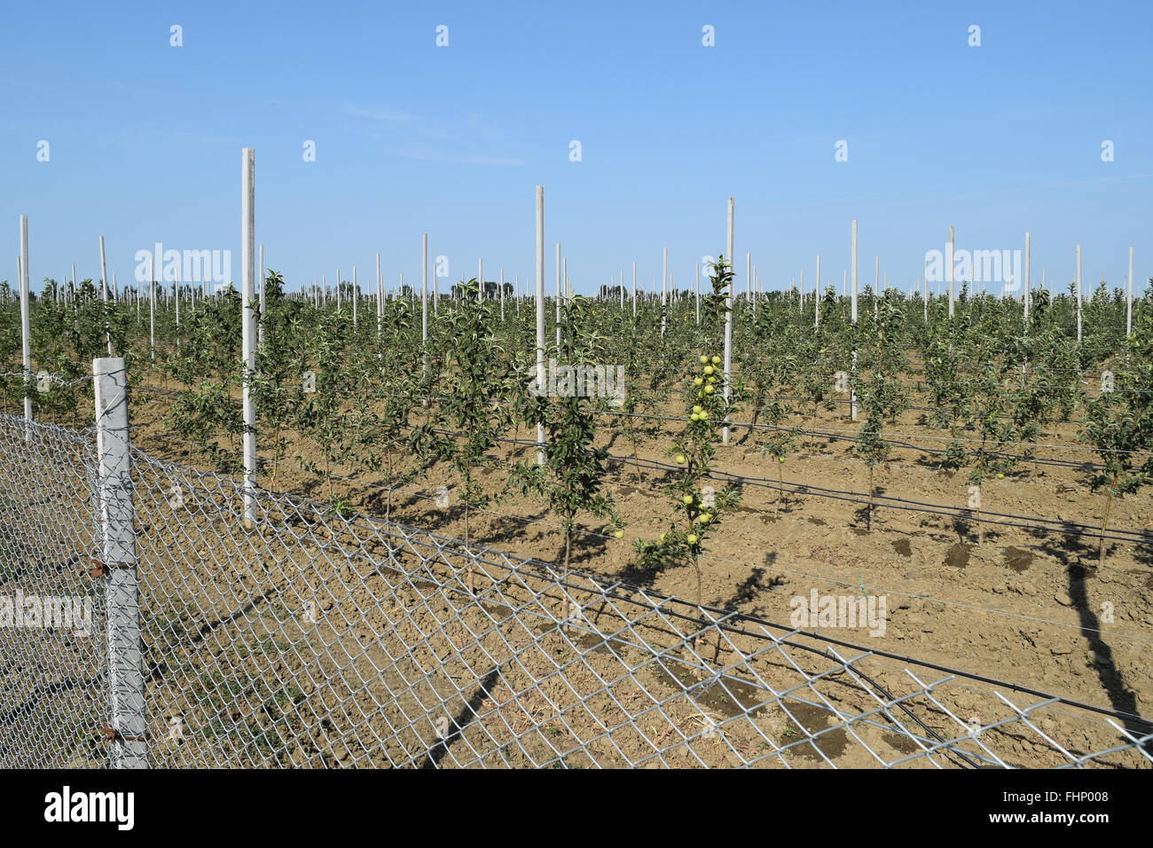 Young apple orchard. Young planting apple orchard on the trellis ...