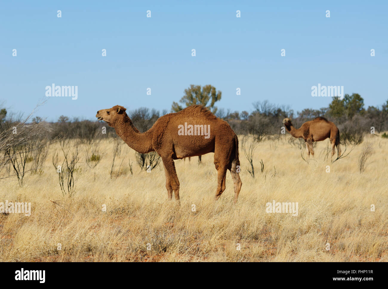 Wild camels australia hi-res stock photography and images - Alamy