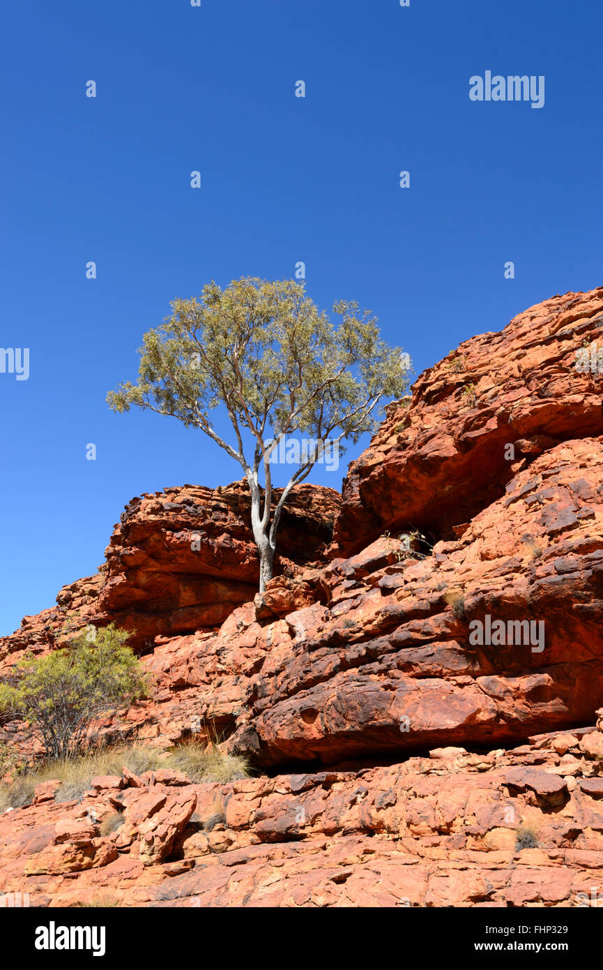 King's Canyon, Northern Territory, Australia Stock Photo - Alamy