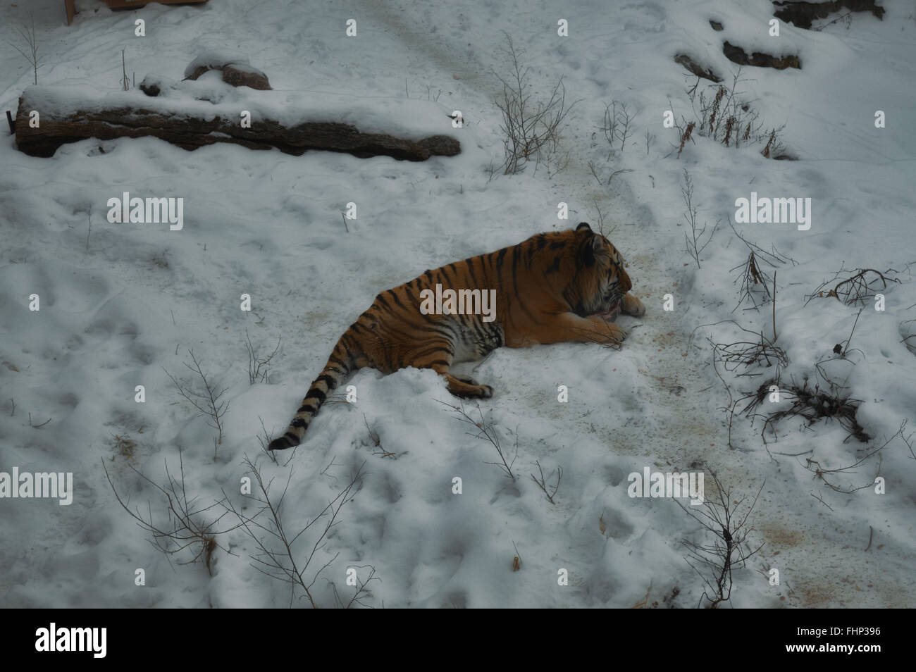 Tiger laying in the snow eating a meal Stock Photo - Alamy