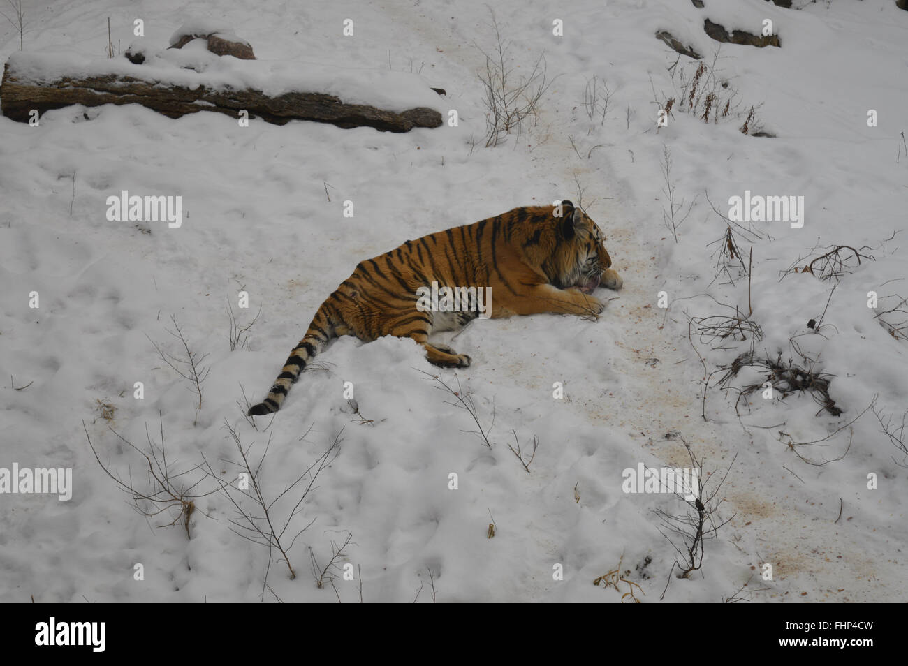 Tiger laying in the snow eating a meal Stock Photo - Alamy