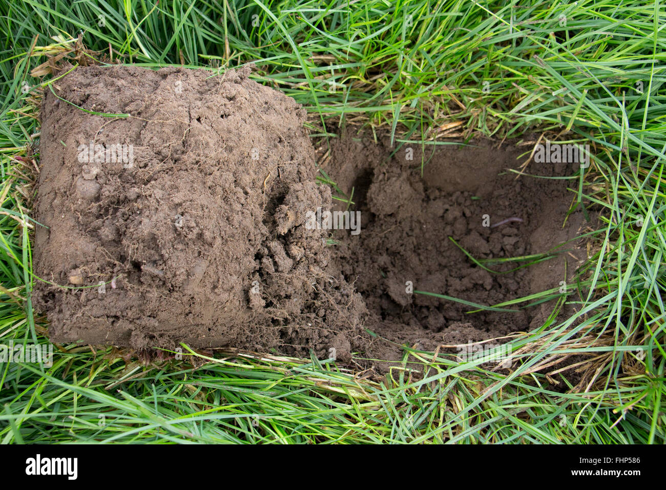 Checking soil health and structure Stock Photo - Alamy