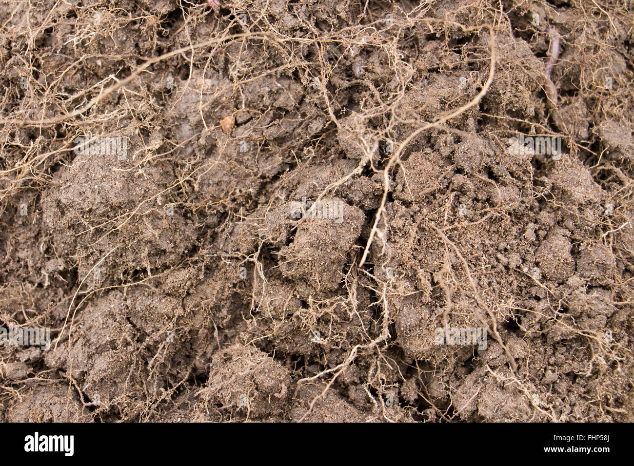 Checking soil health and structure Stock Photo - Alamy