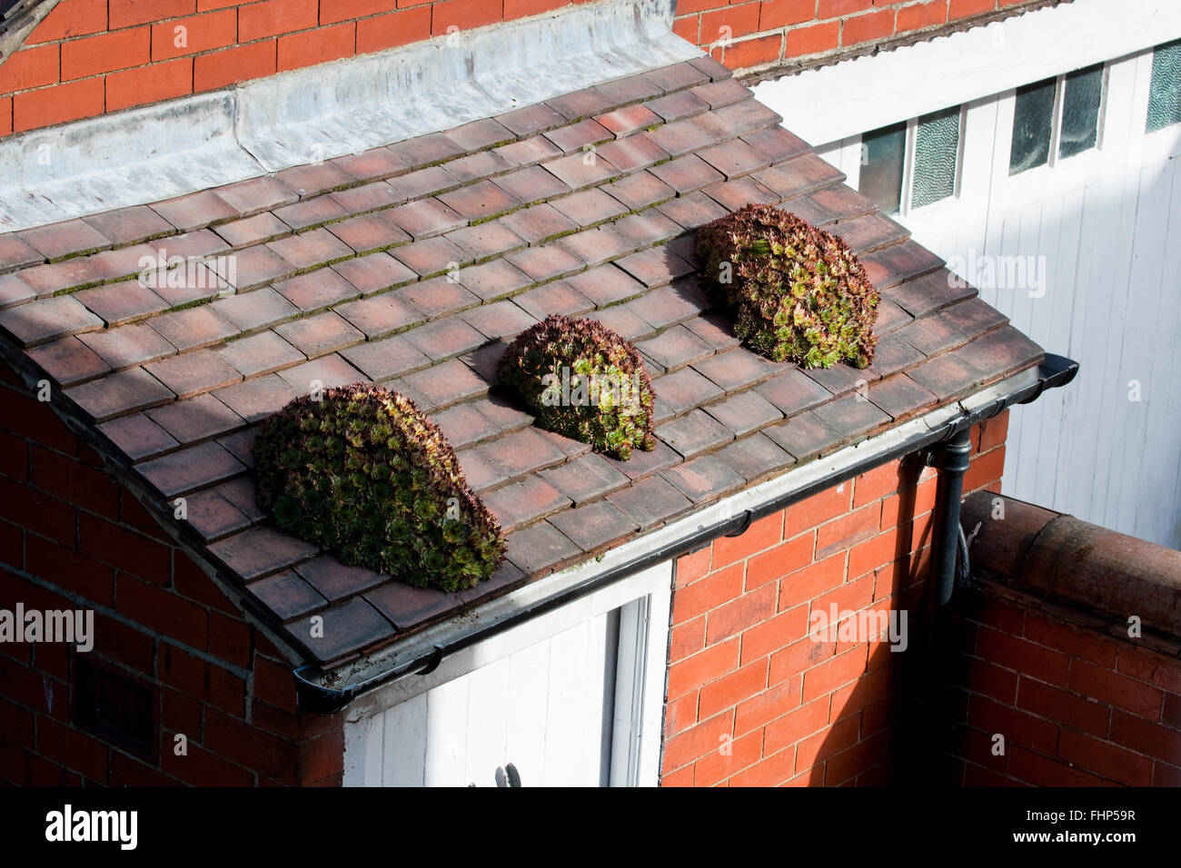 Sedum green roof shed hi-res stock photography and images - Alamy