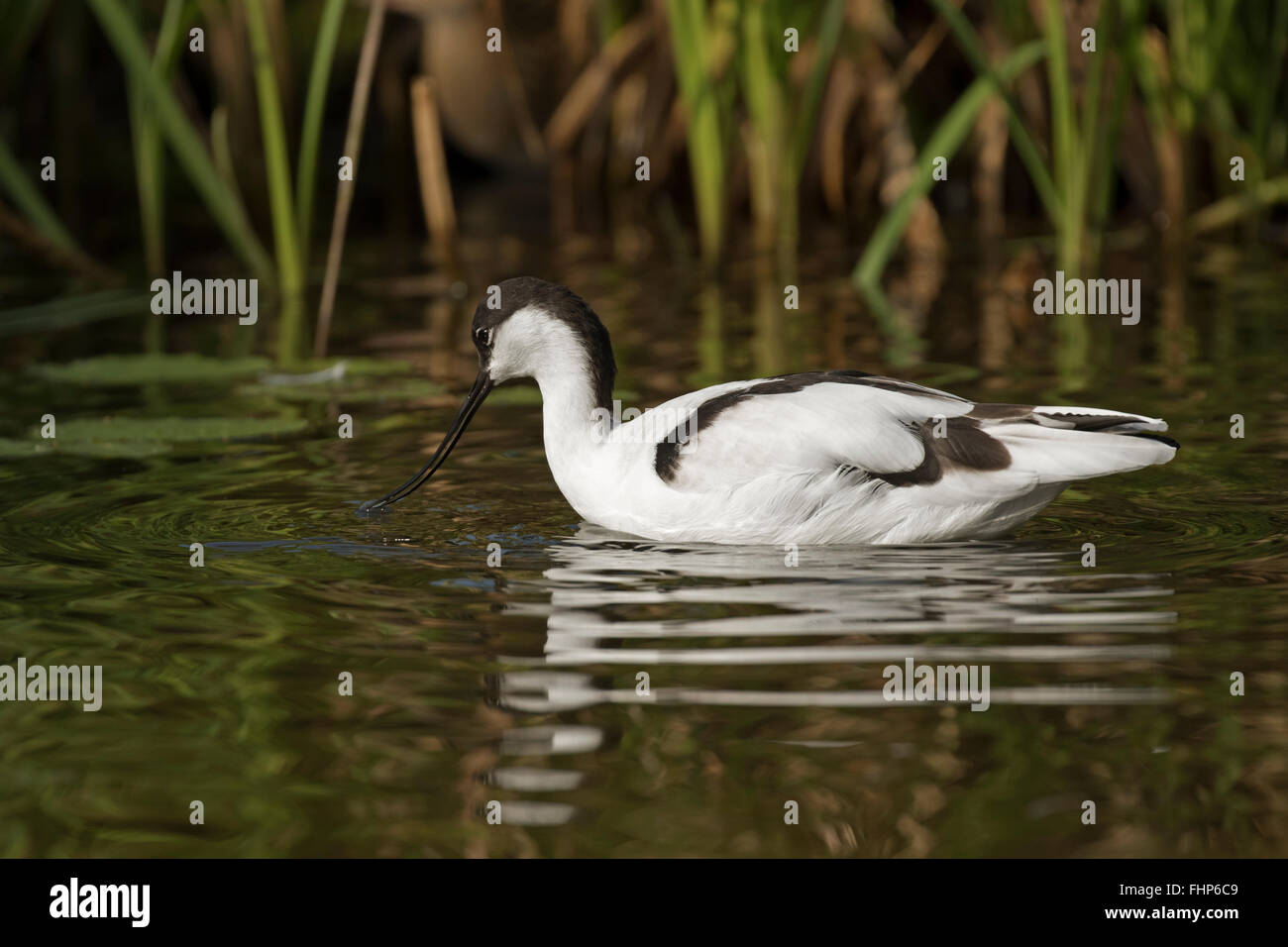 Avocet legs hi-res stock photography and images - Alamy