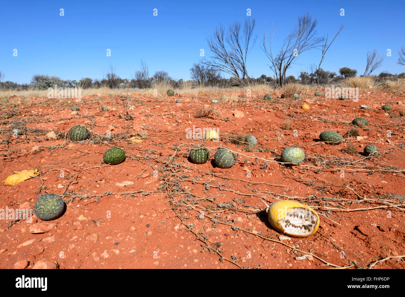 Paddy Melons (Cucumis myriocarpus), Northern Territory, Australia Stock ...