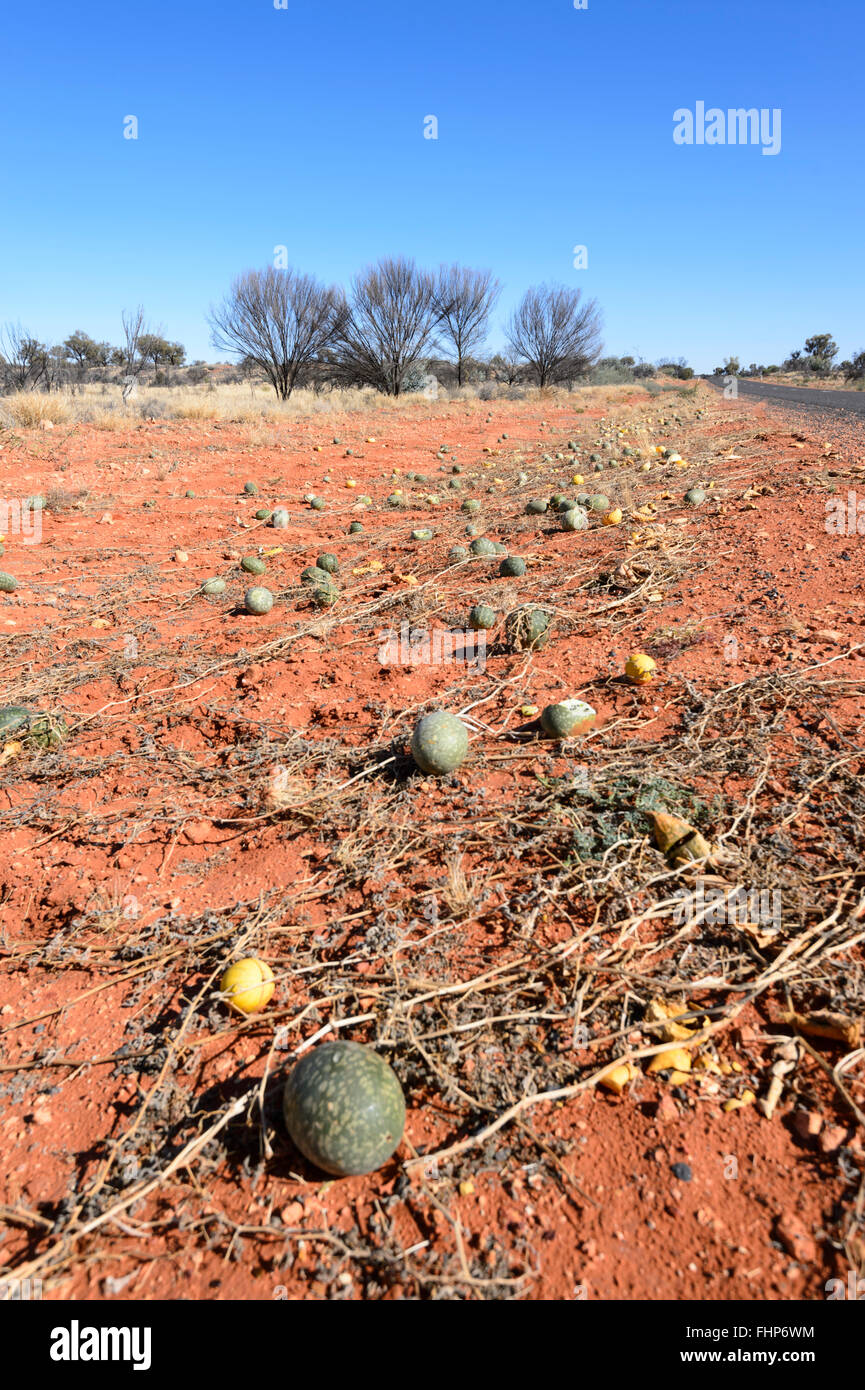 Paddy melon hi-res stock photography and images - Alamy
