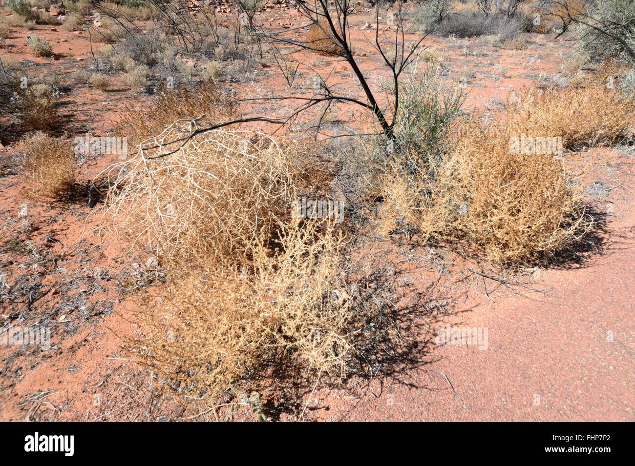 Desert Vegetation, Northern Territory, Australia Stock Photo - Alamy