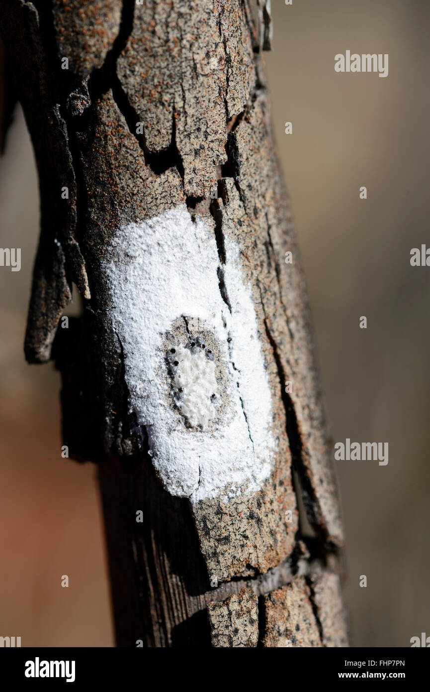 Insect egg hi-res stock photography and images - Alamy