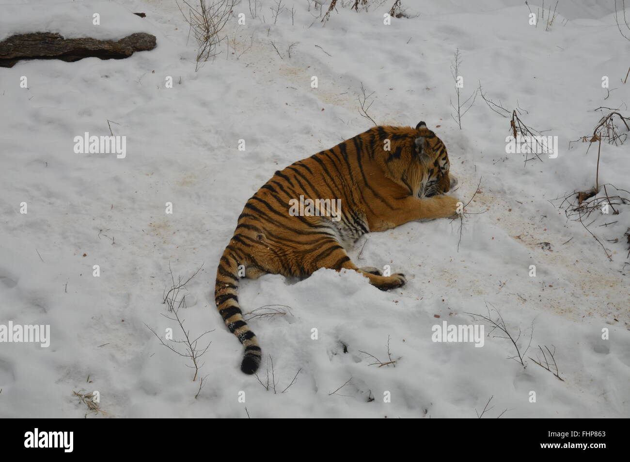 Tiger eating not shrimp hi-res stock photography and images - Alamy