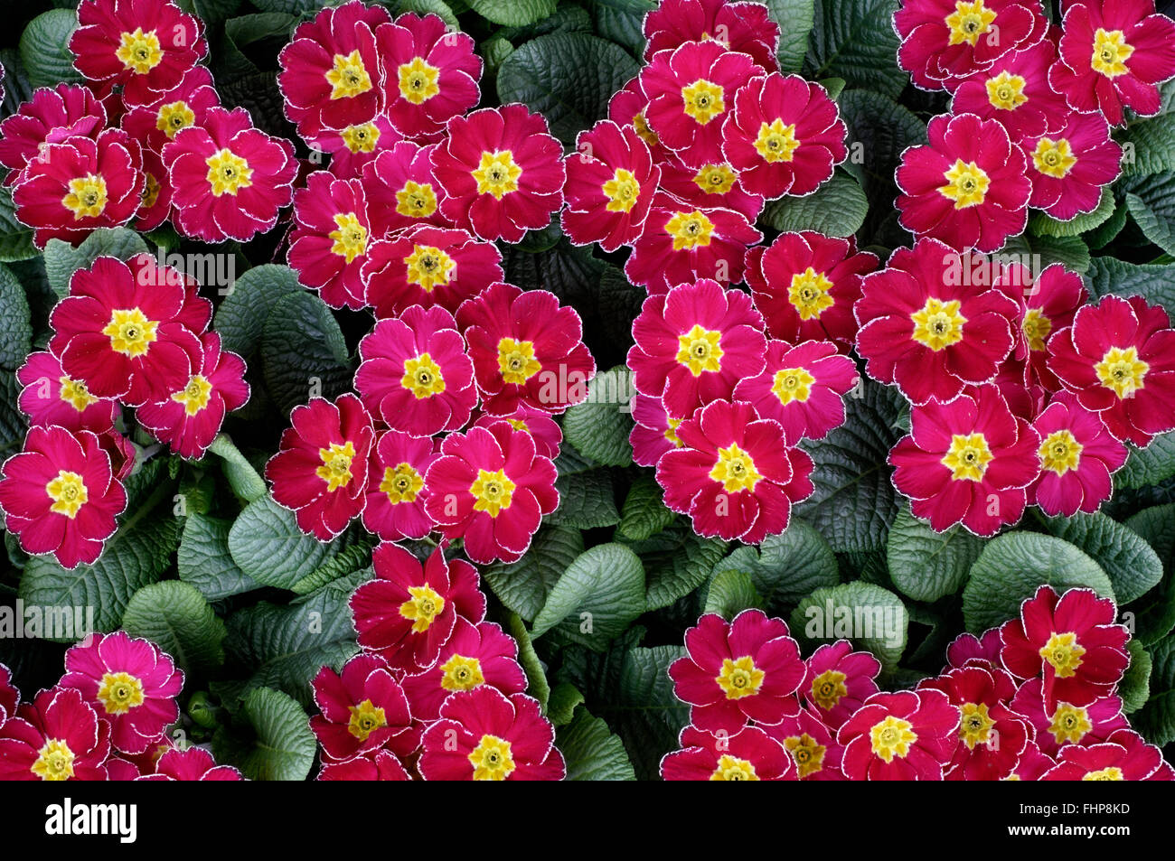 Red primula flowers hi-res stock photography and images - Alamy