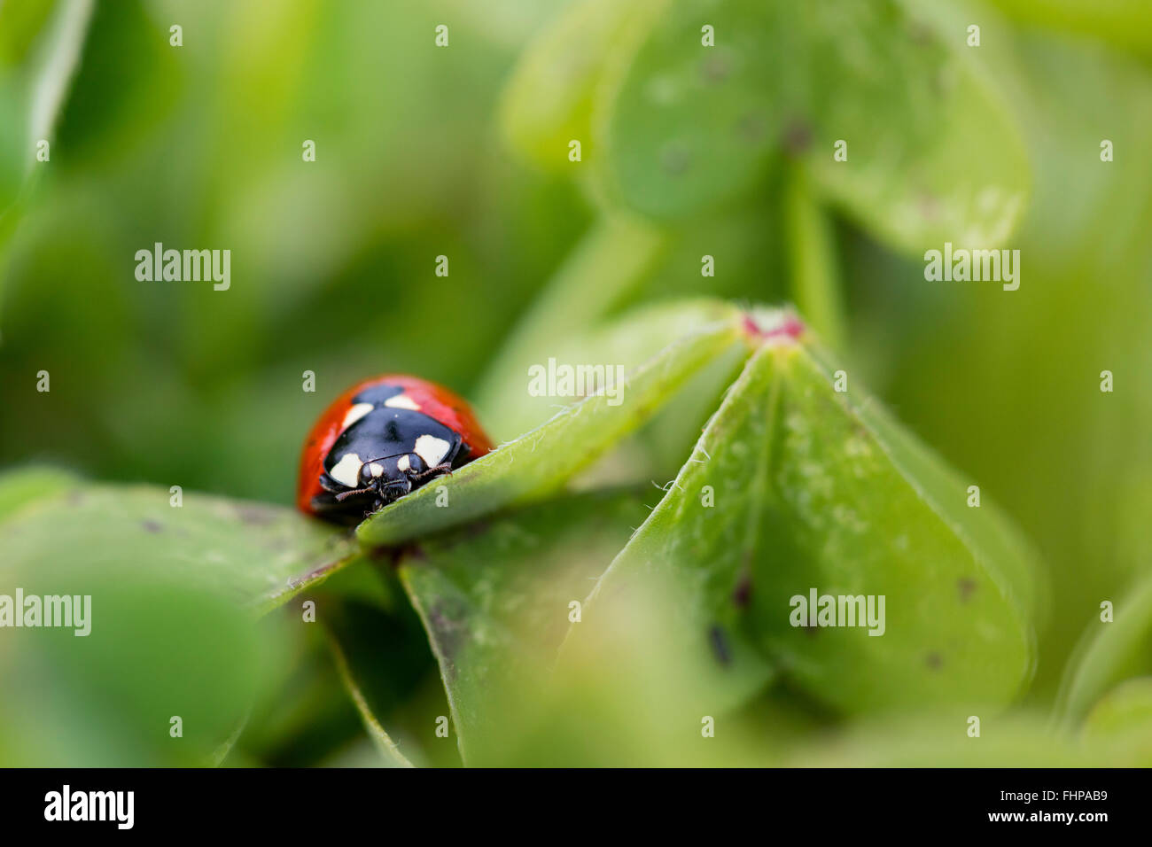 Marienkäfer, ladybird beetle, ladybug, Insect, Insekt, near Cabo Roche ...