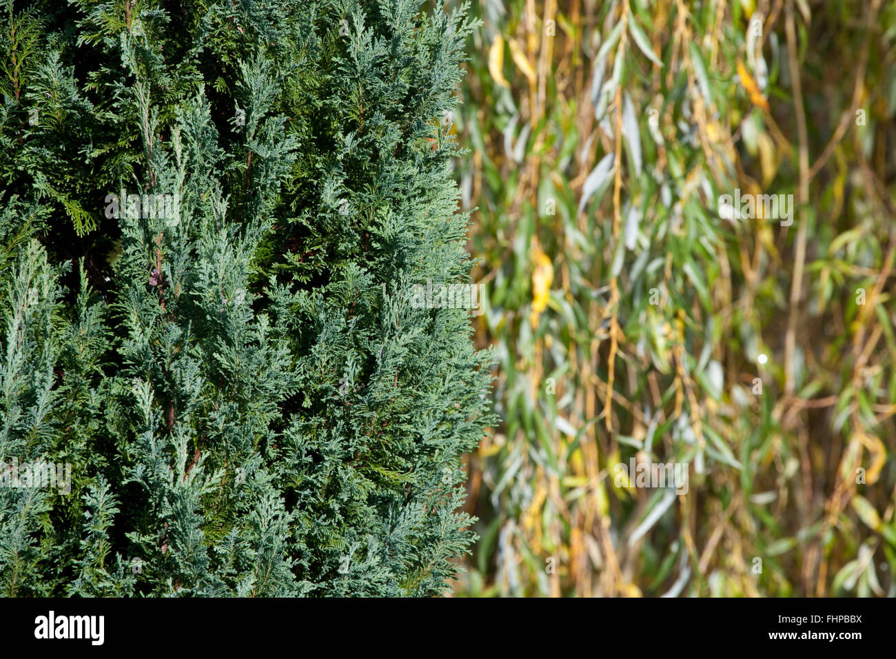 Conifer and weeping willow trees Stock Photo - Alamy