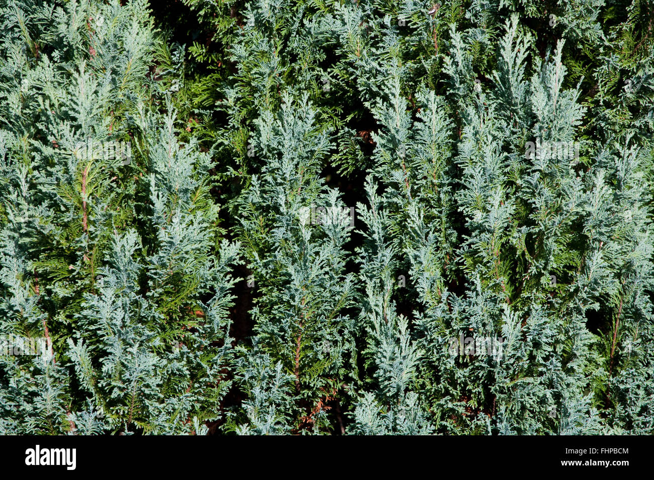 Green conifer hi-res stock photography and images - Alamy