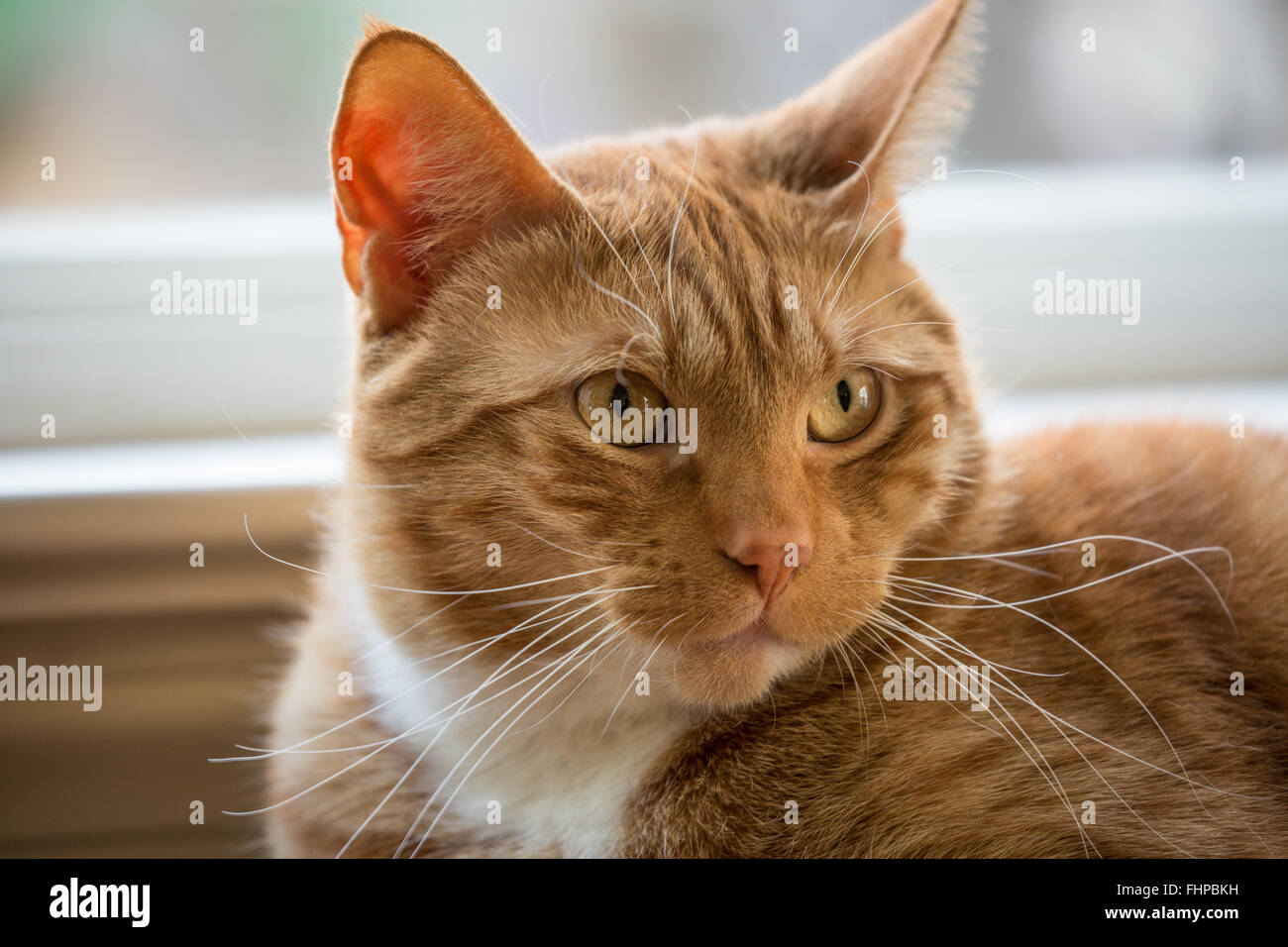 Domestic orange cat in window Stock Photo - Alamy