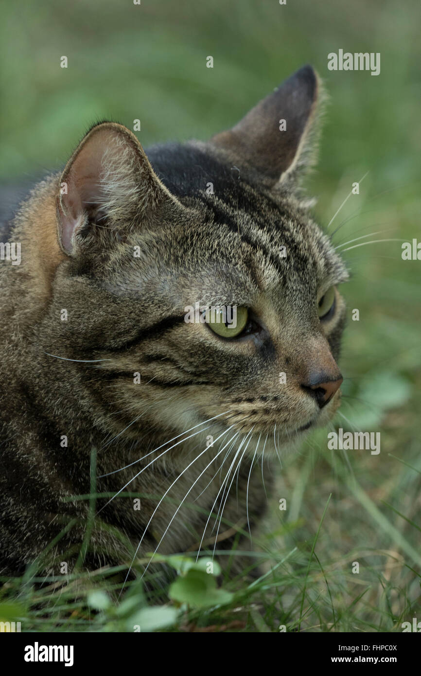 Feral tomcat hi-res stock photography and images - Alamy
