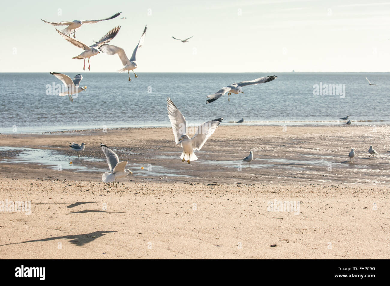 Seagulls on the beach Stock Photo - Alamy