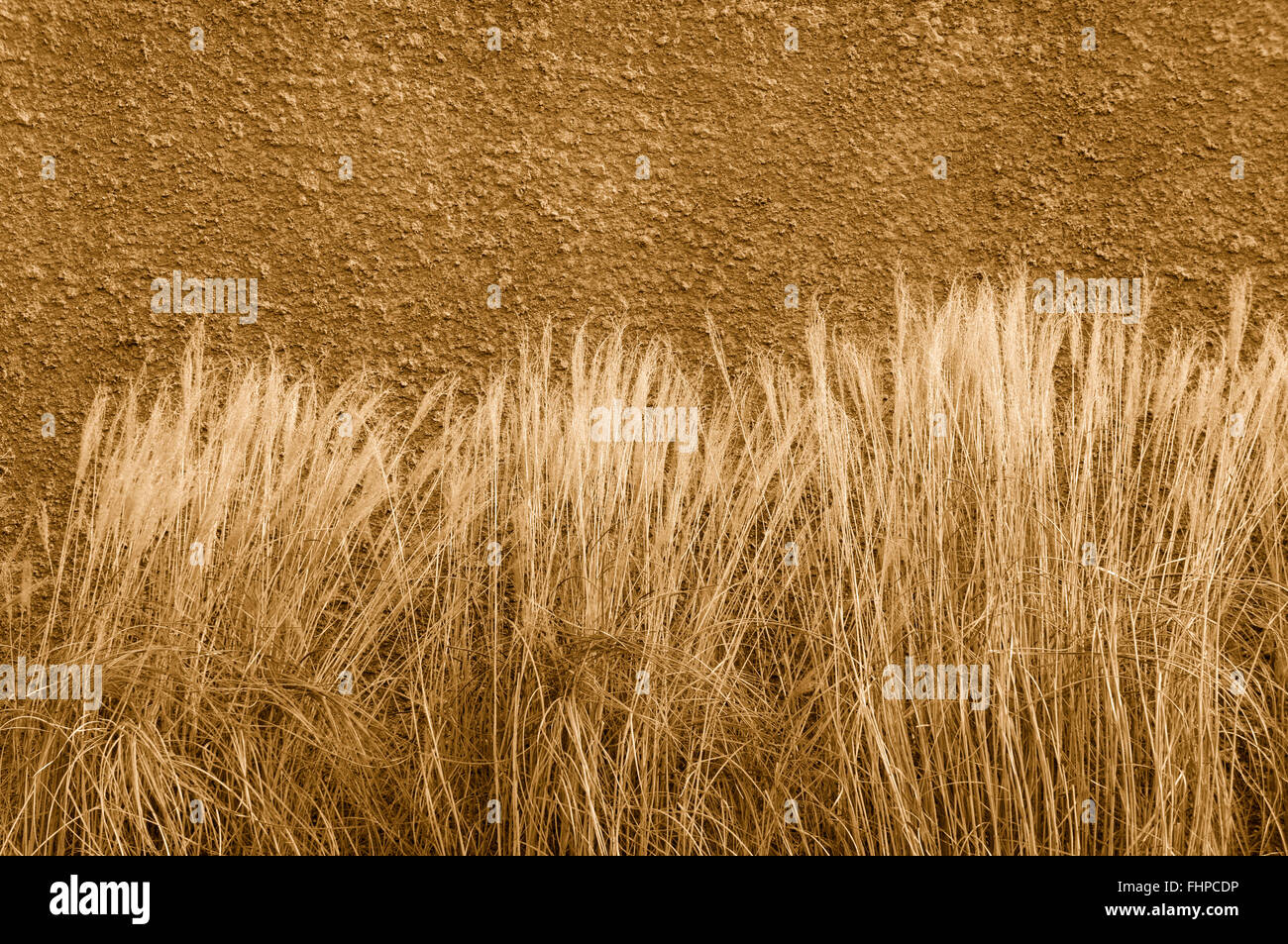 Wispy grasses hi-res stock photography and images - Alamy