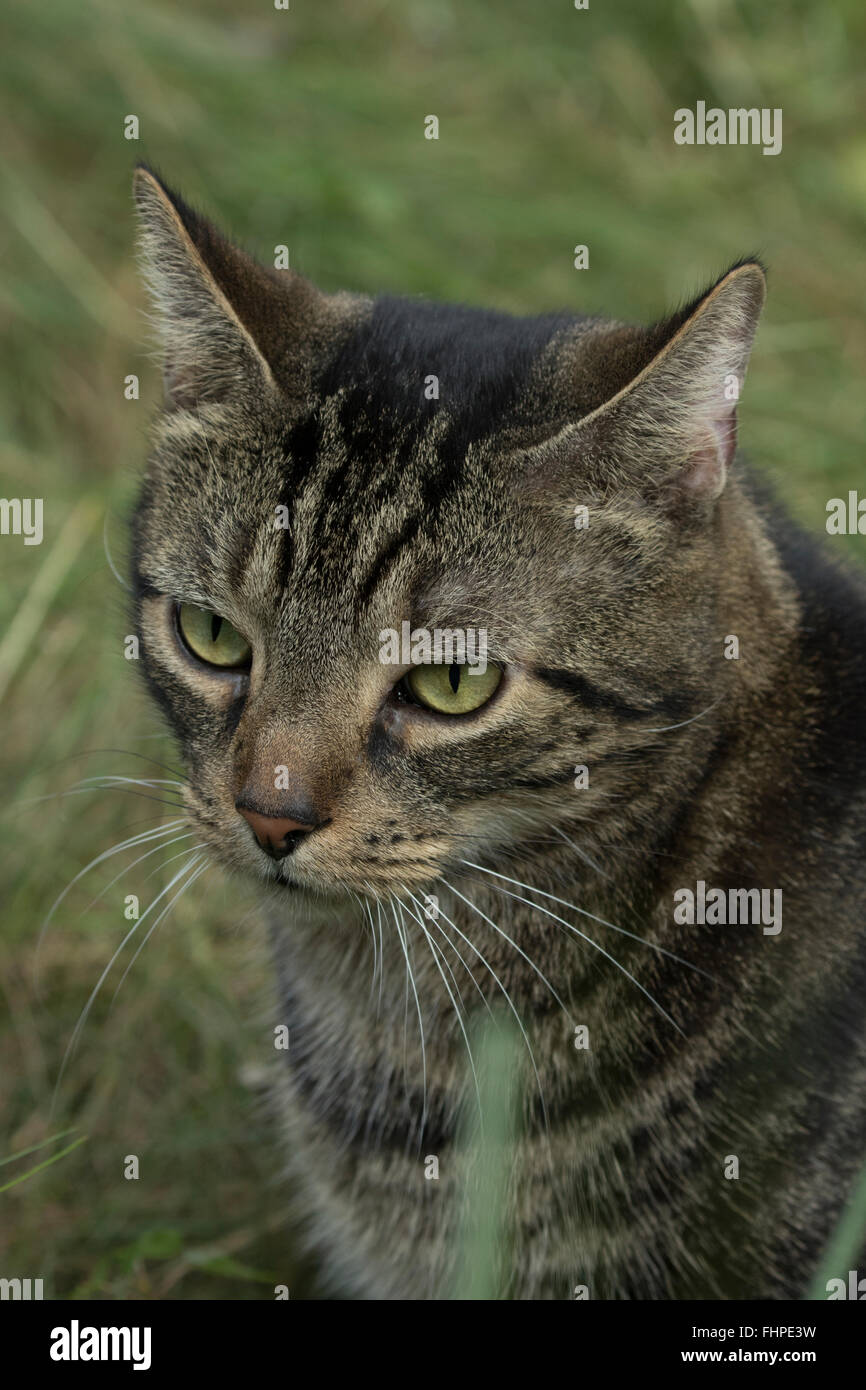 Feral tomcat hi-res stock photography and images - Alamy