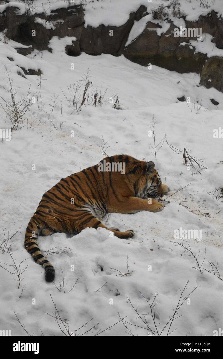 Tiger laying in the snow eating a meal Stock Photo - Alamy