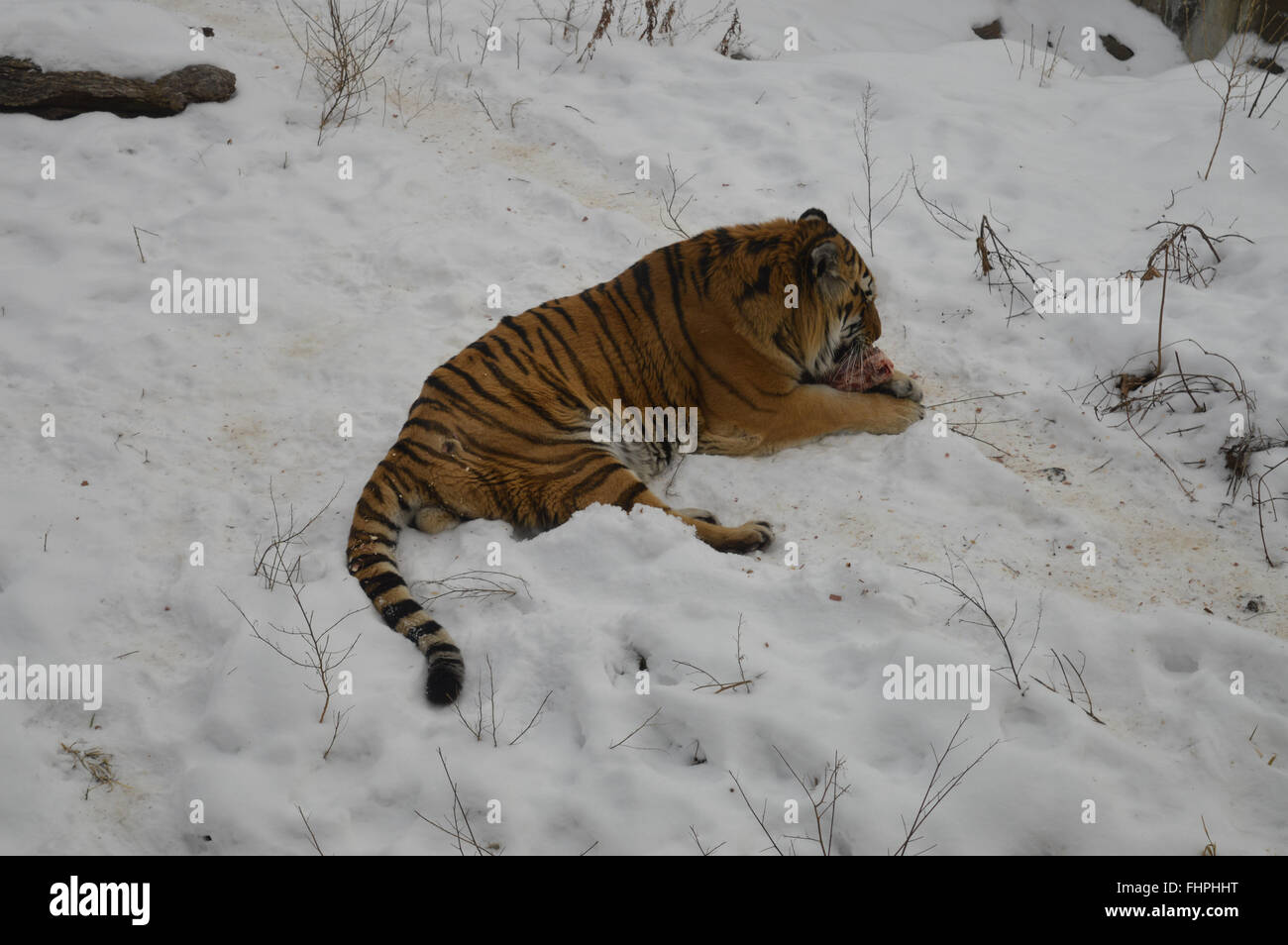 Tiger laying in the snow eating a meal Stock Photo - Alamy