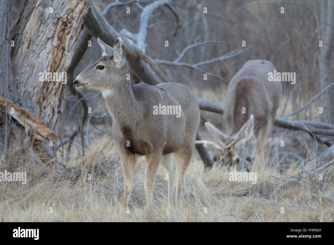 Mule Deer, (Odocoileus hemionus), Bosque del Apache National Wildlife ...