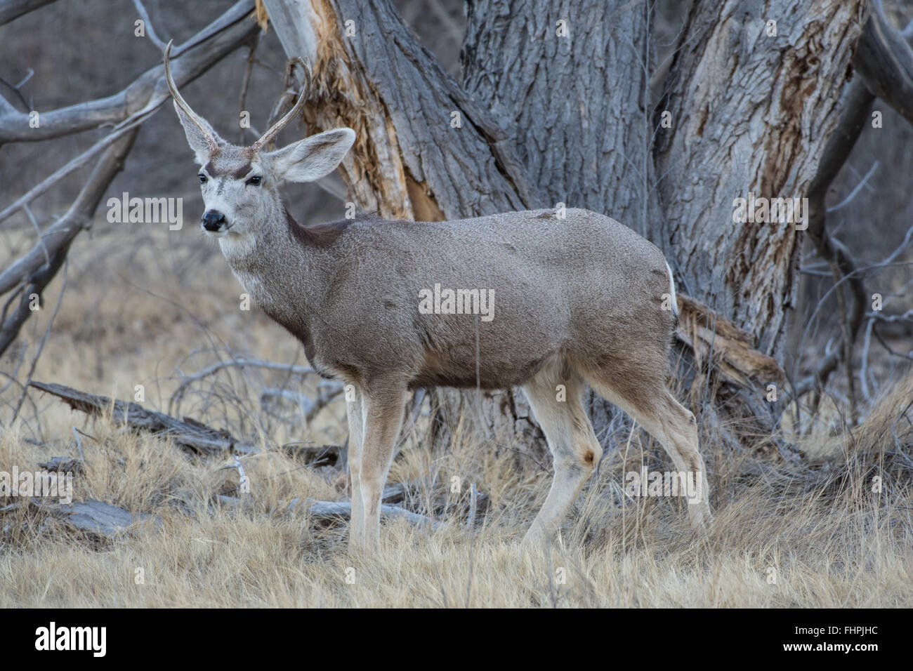 Mule Deer, (Odocoileus hemionus), Bosque del Apache National Wildlife ...