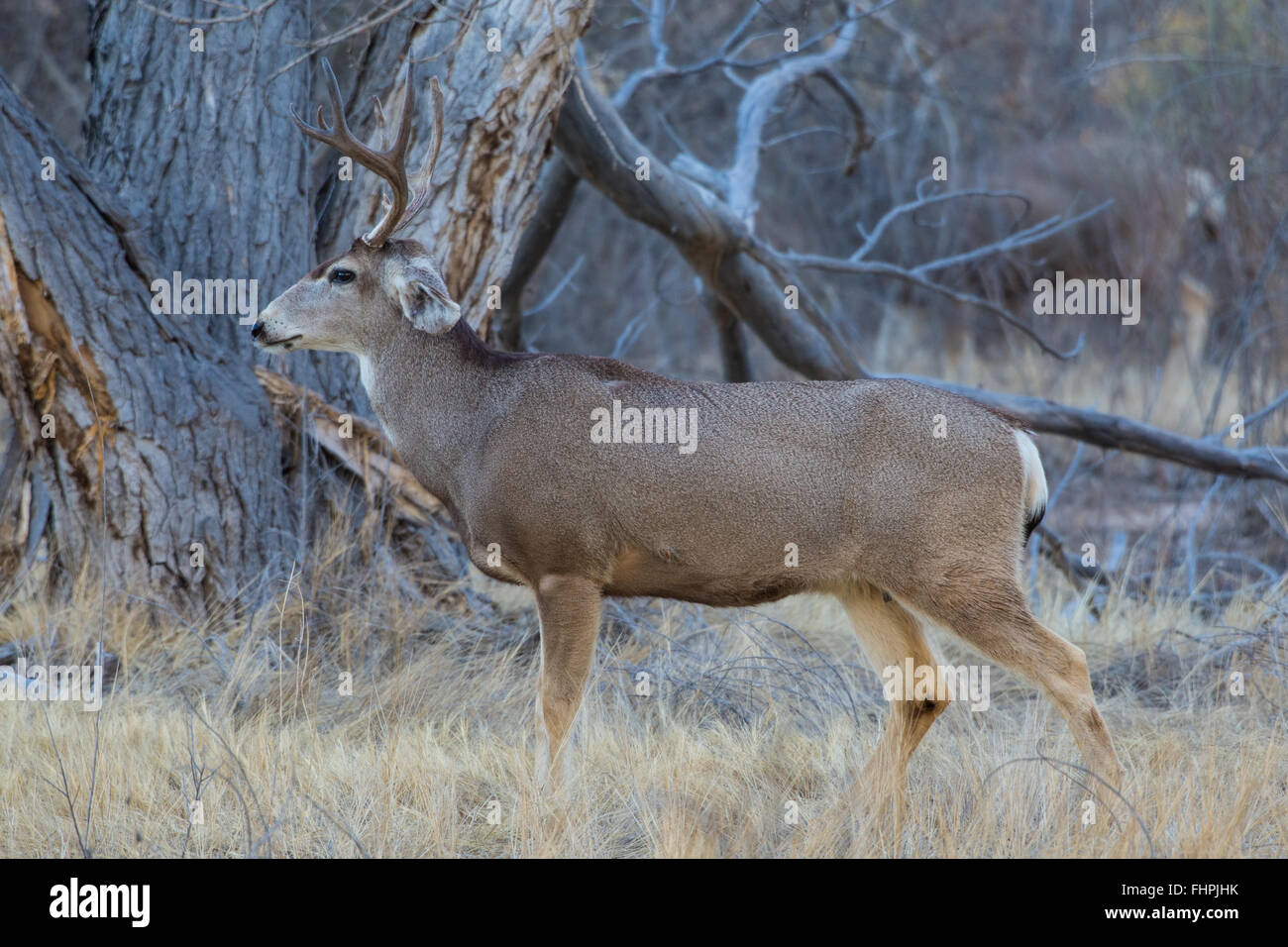 Mule Deer, (Odocoileus hemionus), Bosque del Apache National Wildlife ...