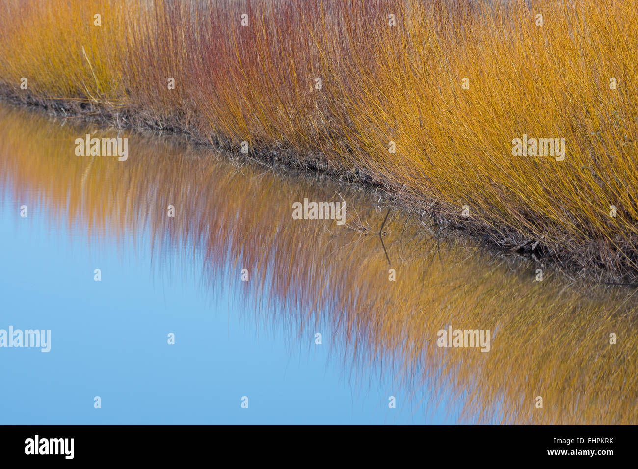 Coyote Willows, (Salix exigua), growing along an irrigation canal in ...