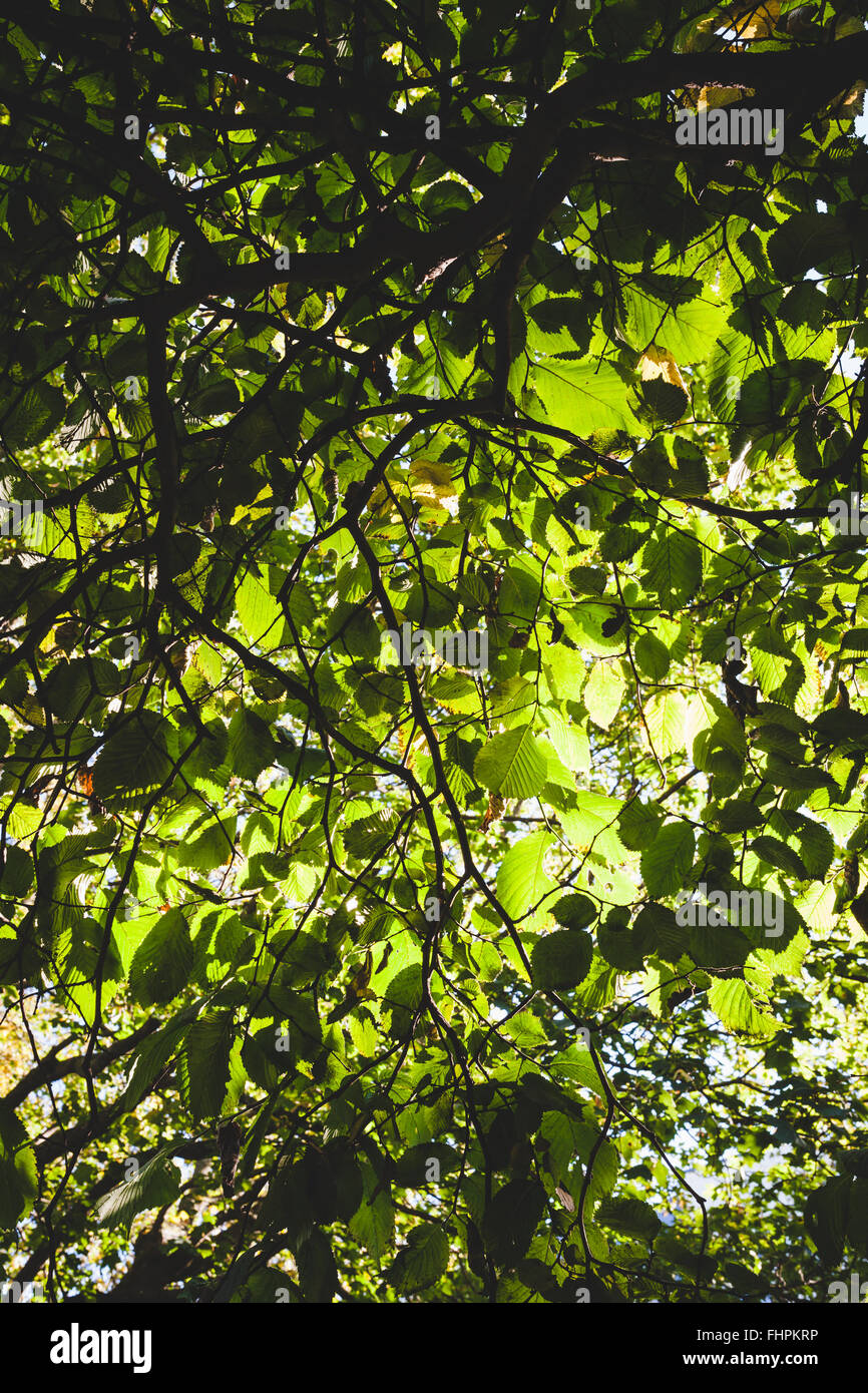 Backlit foliage hi-res stock photography and images - Alamy