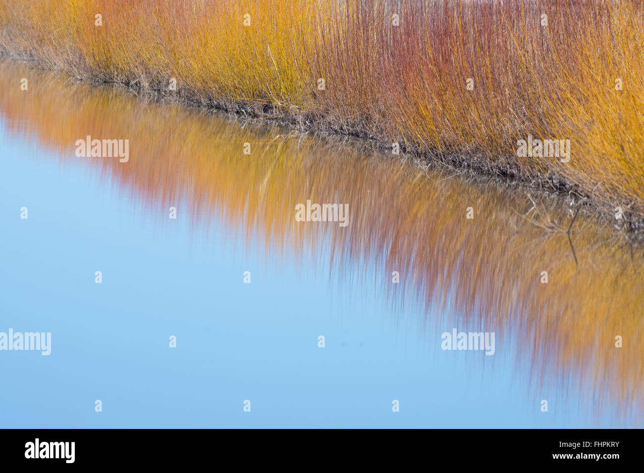 Coyote Willows, (Salix exigua), growing along an irrigation canal in ...