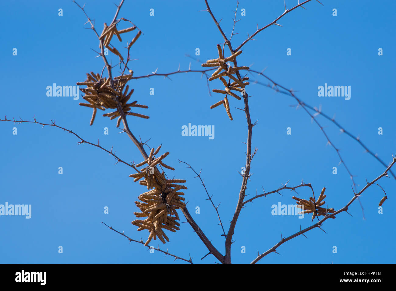 Screwbean Mesquite, (Prosopis pubescens), fruits in winter. Bosque del ...
