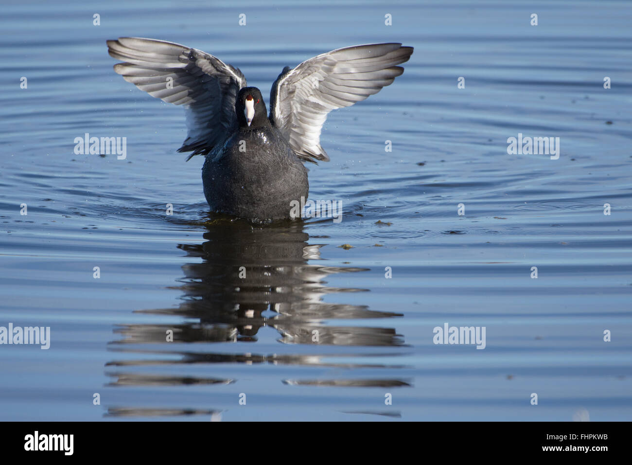 Preening American Coot, (Fulica americana), Bosque del Apache National ...