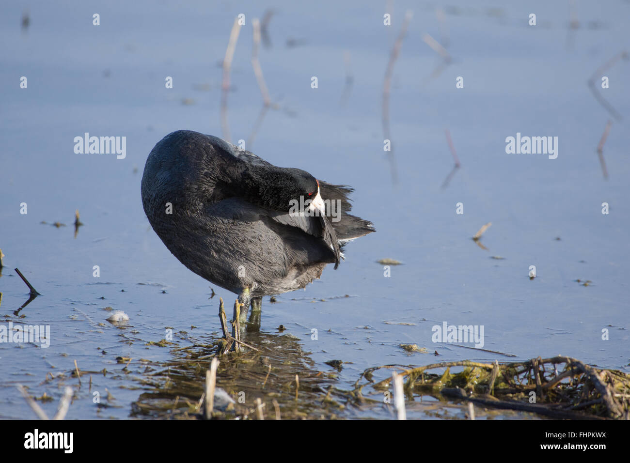 Preening American Coot, (Fulica americana), Bosque del Apache National ...
