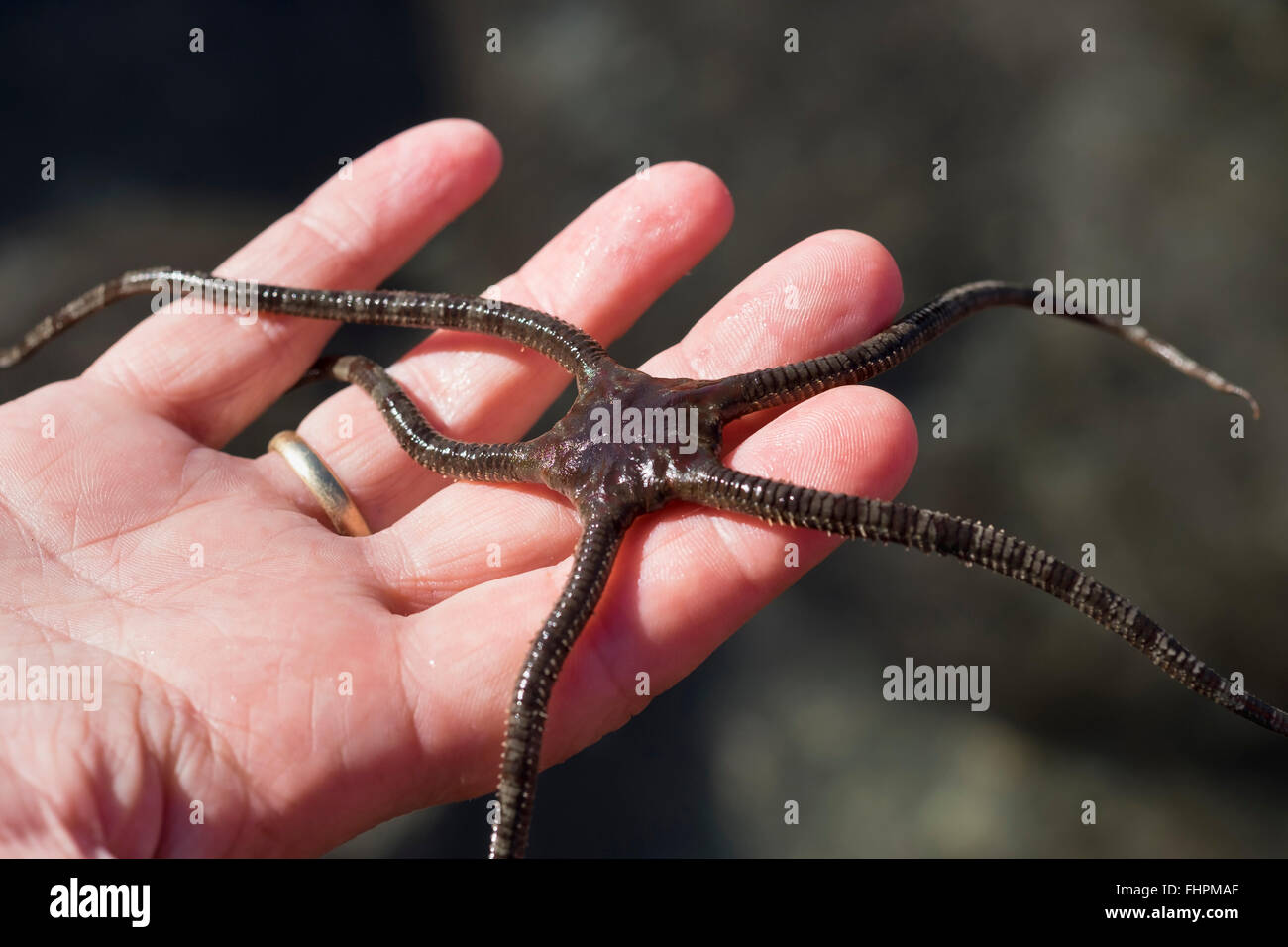 Ophioderma longicaudum hi-res stock photography and images - Alamy