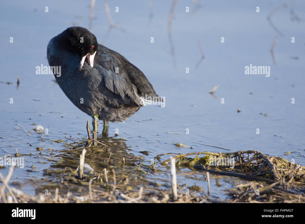 Preening American Coot, (Fulica americana), Bosque del Apache National ...