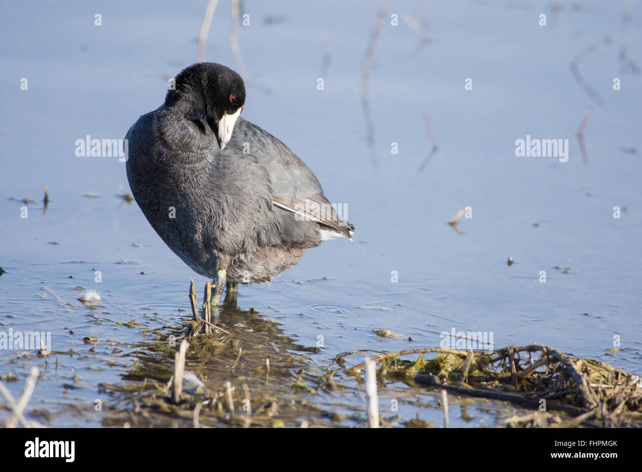 Preening American Coot, (Fulica americana), Bosque del Apache National ...