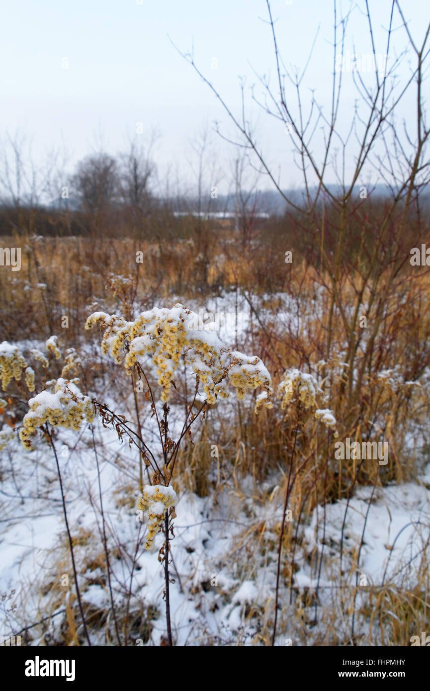 Snow covered weeds hi-res stock photography and images - Alamy