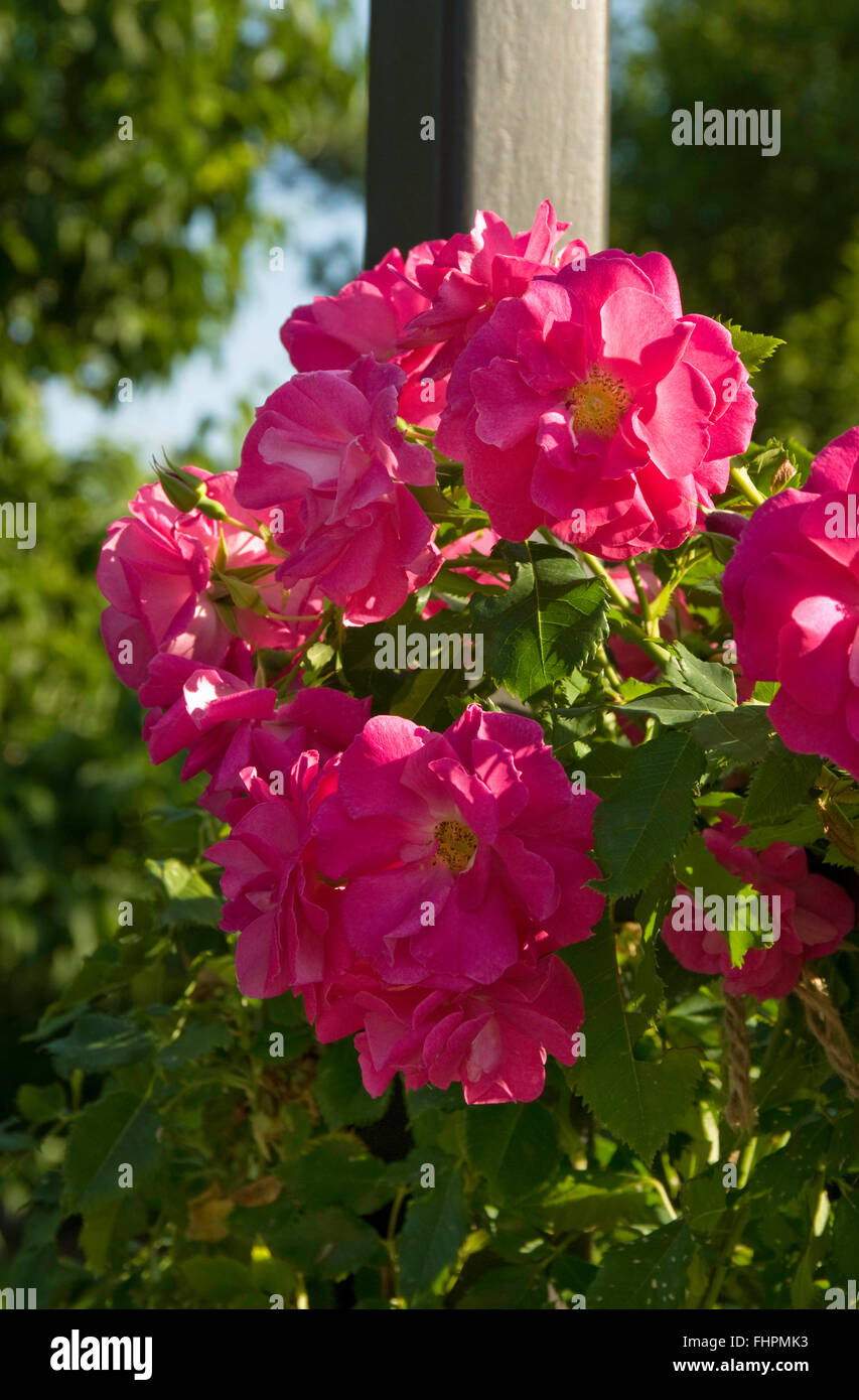 Rosa CAPTAIN SAMUEL HOLLAND, Explorer series, Shrub, Climbing Stock ...